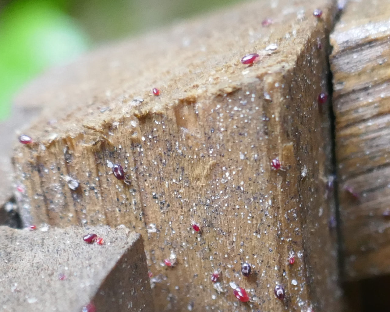 Lutte intégrée préventive contre le pou rouge des volailles - Dr Bassecour